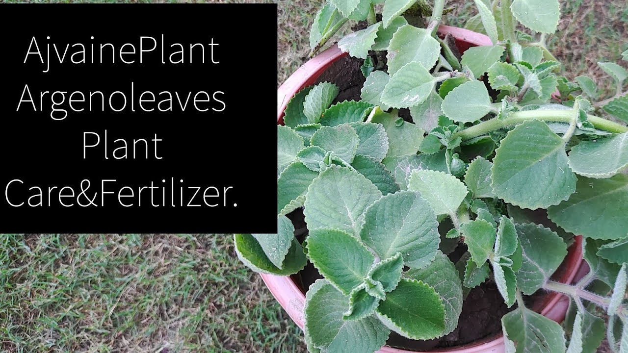 Ajwain Plant Care | Ajwain Medicinal Plant Prapogation || Aregeno Leave ...