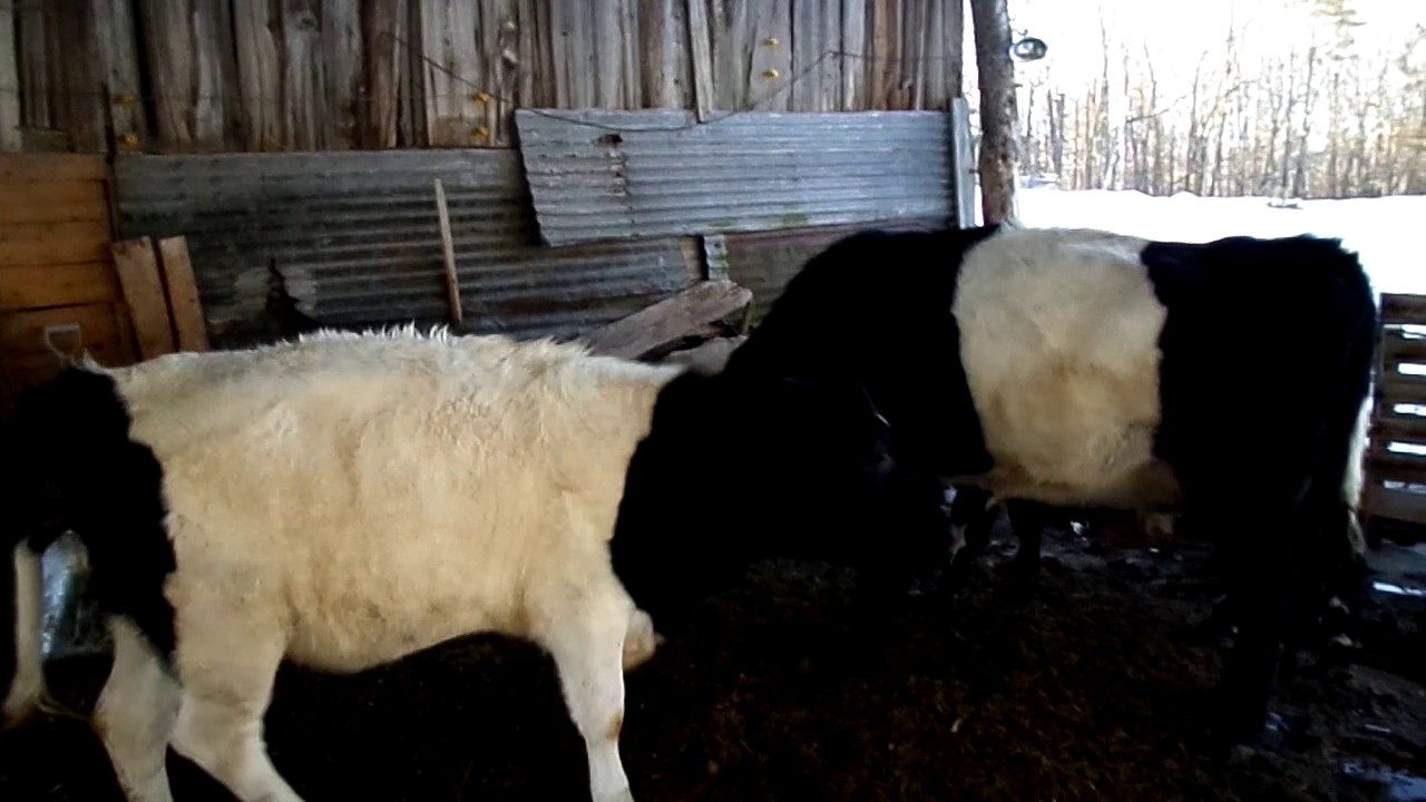 Heifer and Cow in Standing Heat -Cattle Mounting Each Other - YouTube