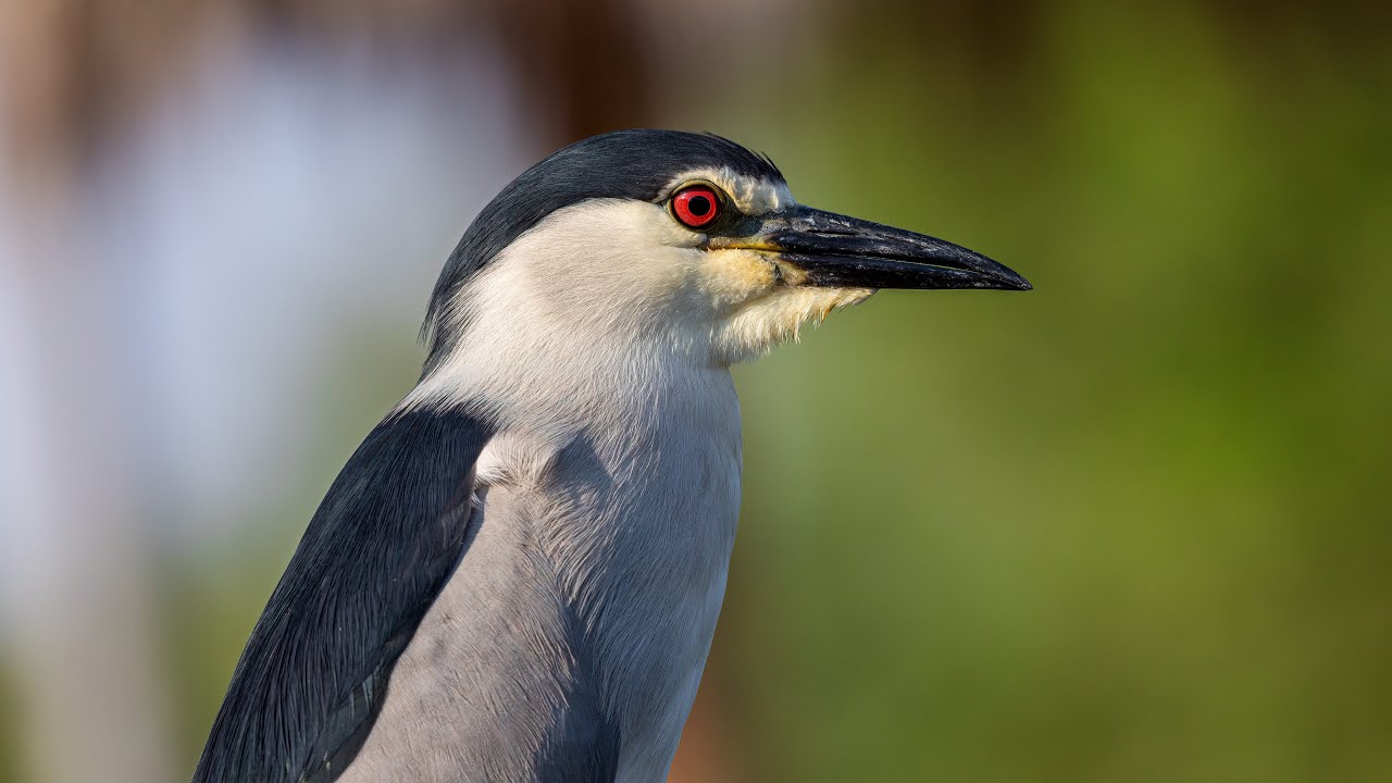 Black crowned night heron slow motion- אנפת לילה בהילוך איטי - YouTube