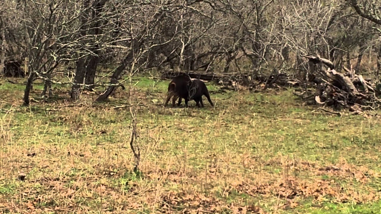 Wild Boar Fight Caught on Camera! - YouTube