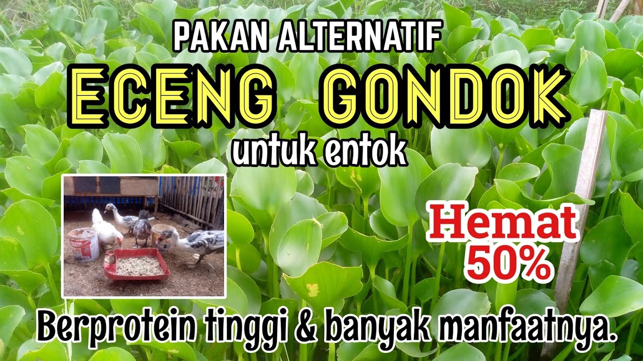 Eceng Gondok Untuk Pakan Entok || Pakan Alternatif. - YouTube