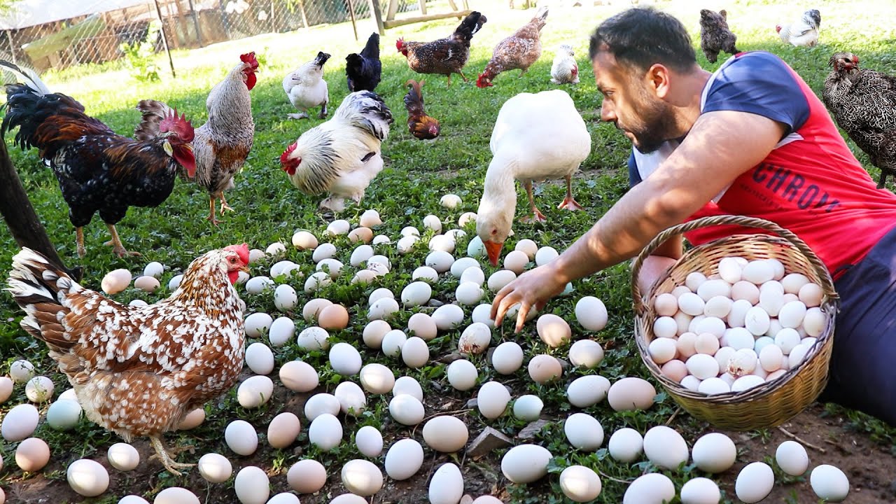 3 Day Egg Collection - Farm chores - Drying Herbs for Roaming Chickens ...