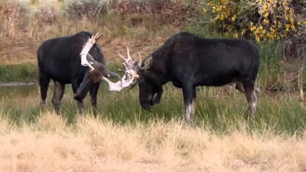 Bull Moose Rut: Real Moosedog Video - YouTube