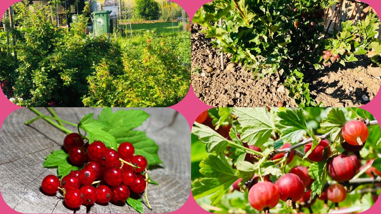 COMO É A PLANTAÇÃO DE GROSELHA? CONHEÇA DUAS ESPÉCIES DE GROSELHAS ...