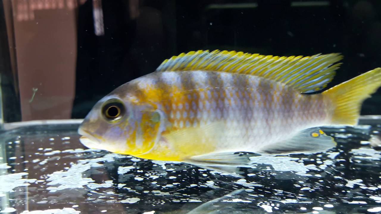 Red cheek (Tropheops sp.) - YouTube