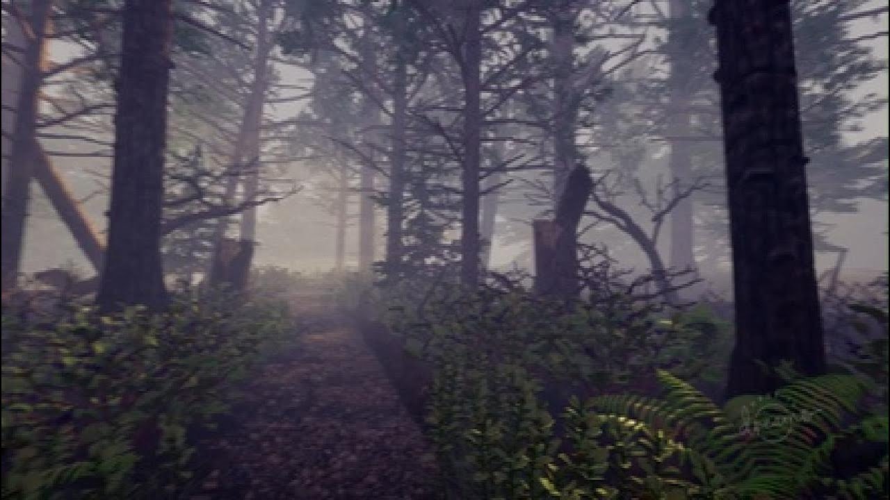 Dreams_Pine Forest Study - YouTube