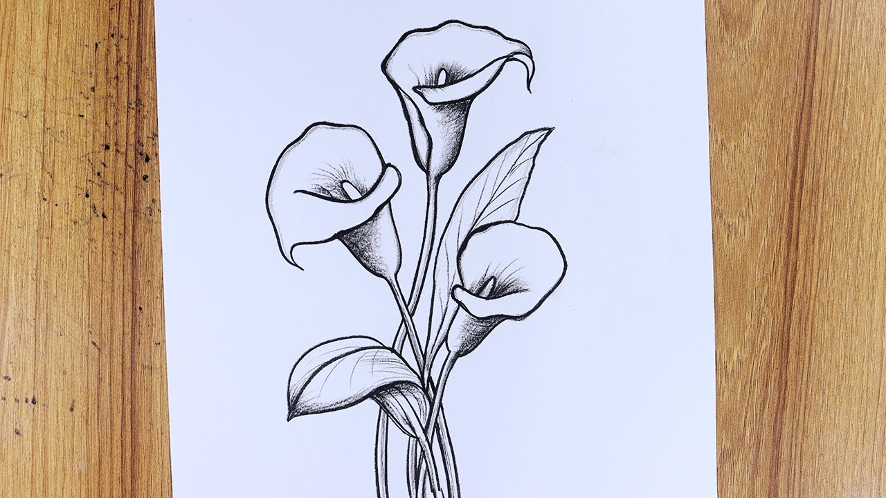 How to draw Calla Lily flower step by step | Pencil sketch sketch ...