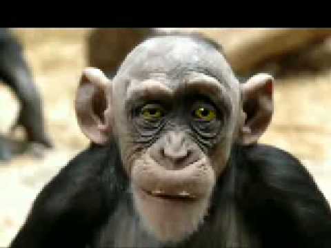 stupid monkey - YouTube