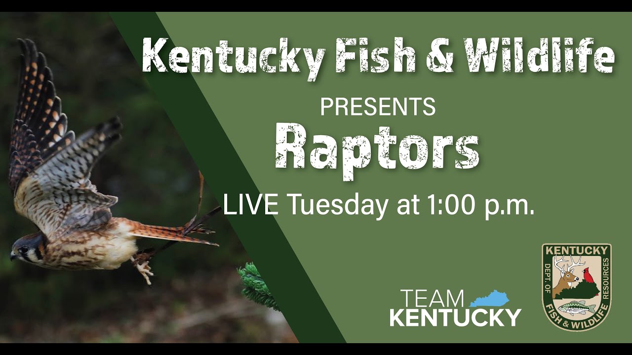 Raptors of Kentucky - YouTube