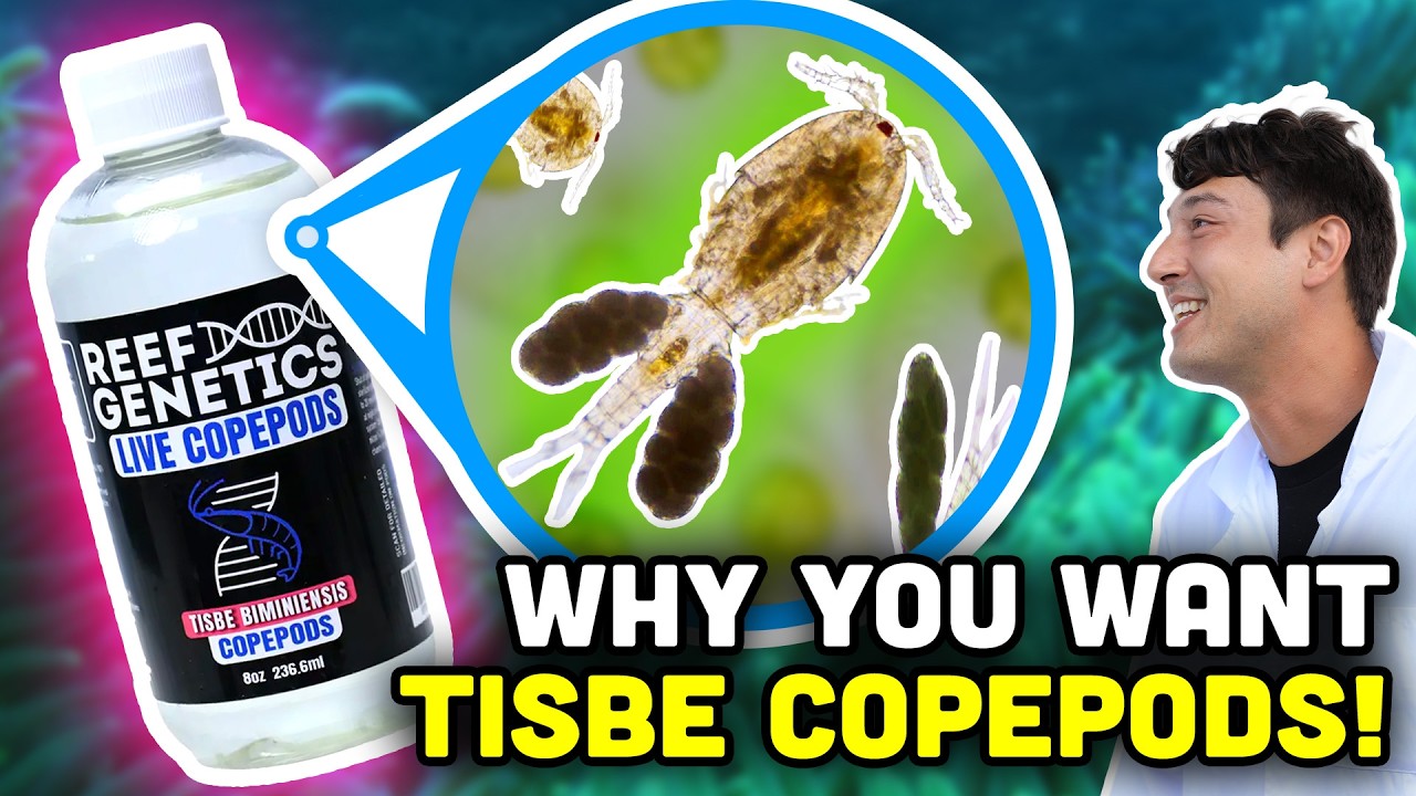 Tisbe Biminiensis! Best All-Round Copepod for Aquariums? - YouTube