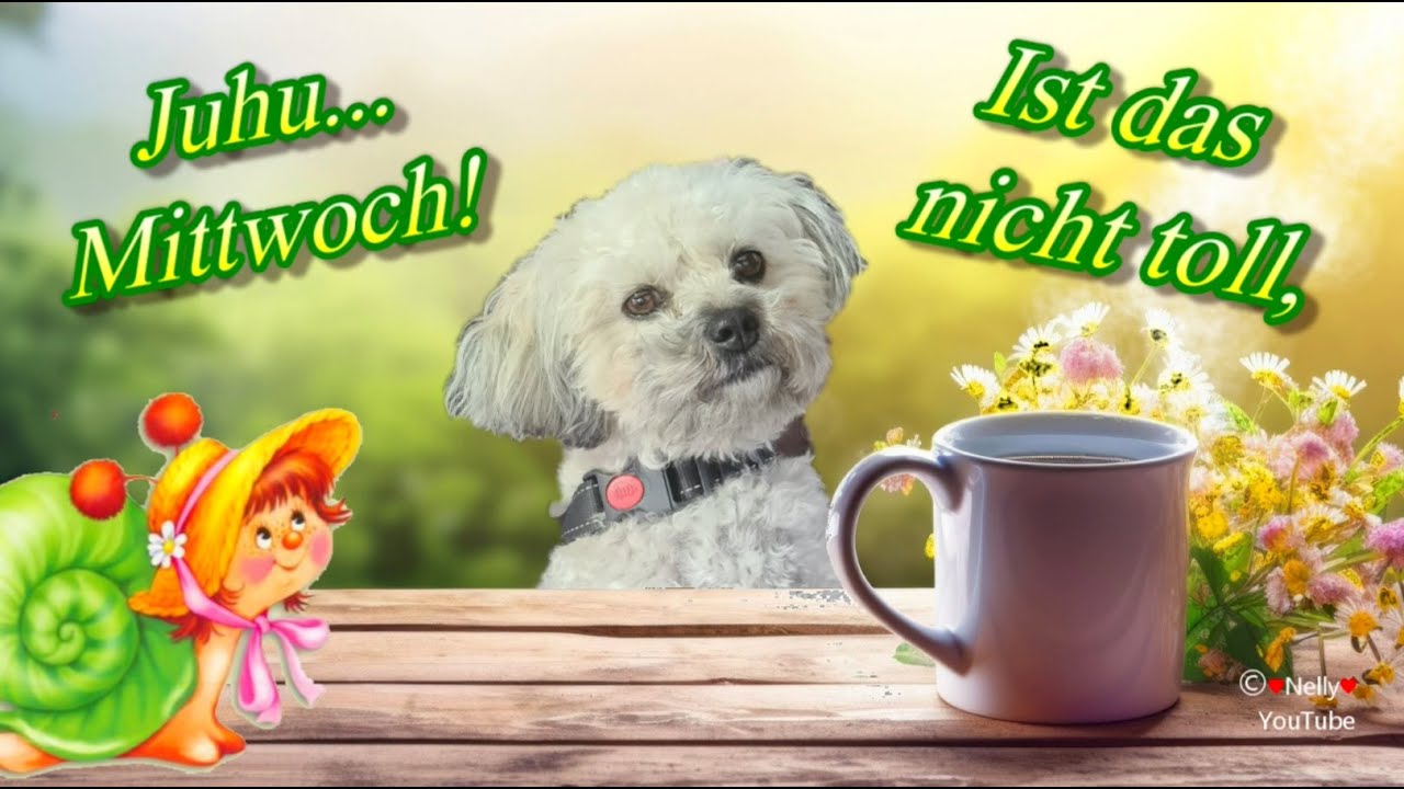 Juhu Mittwoch ... Halbzeit 🌷🐶 - YouTube