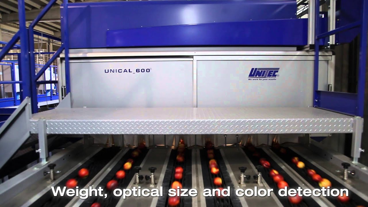 Presorting line for Nectarines - UNICAL 600 - Unitec - YouTube