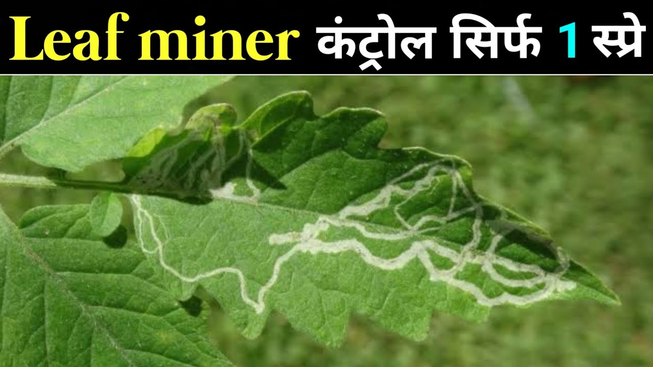 Leaf miner control insecticide || लीफ माइनर को कंट्रोल करें सिर्फ 1 ...