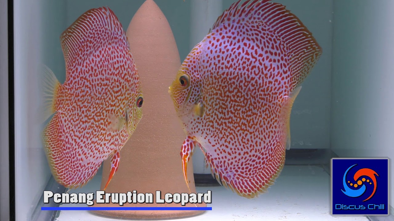 MUST SEE: OUR STUNNING PENANG ERUPTION LEOPARDS - YouTube