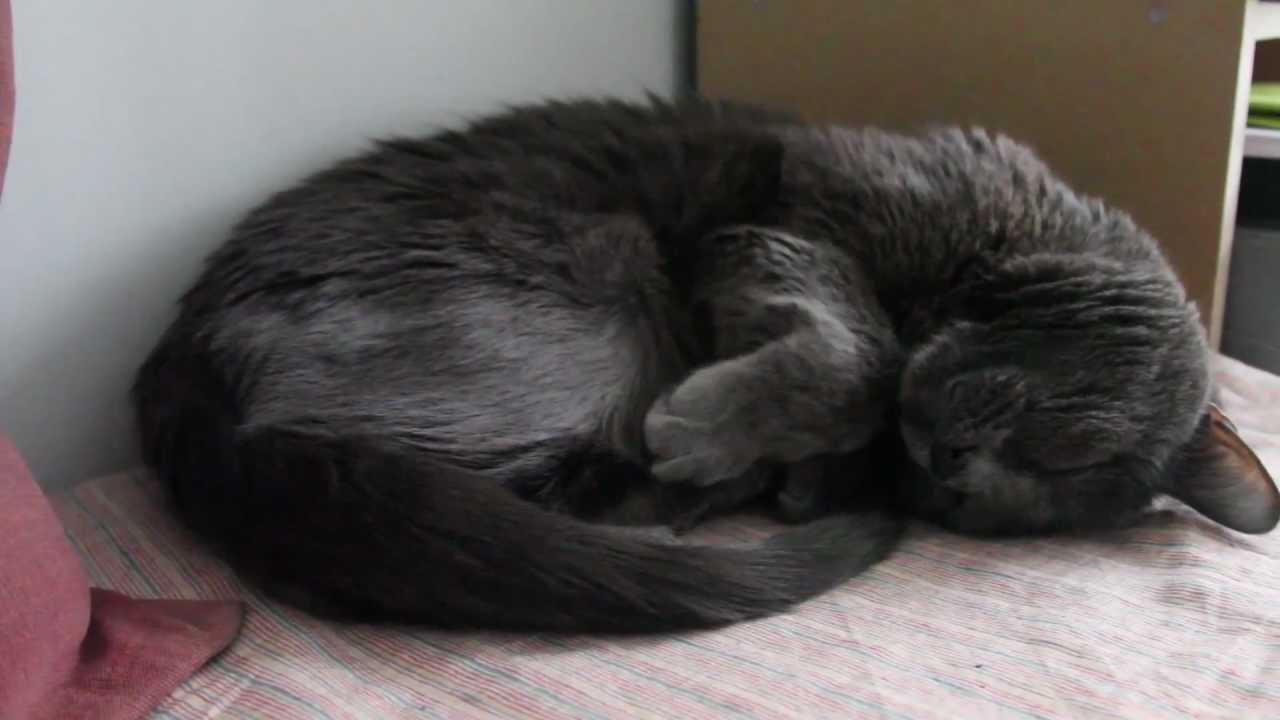 snoozy cat - YouTube