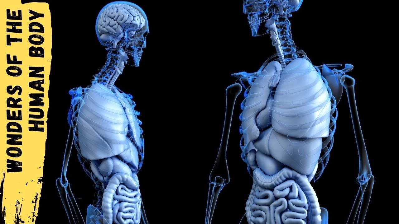 Wonder of Human Body | Human Body Facts | 16 Facts You Didn't Know ...