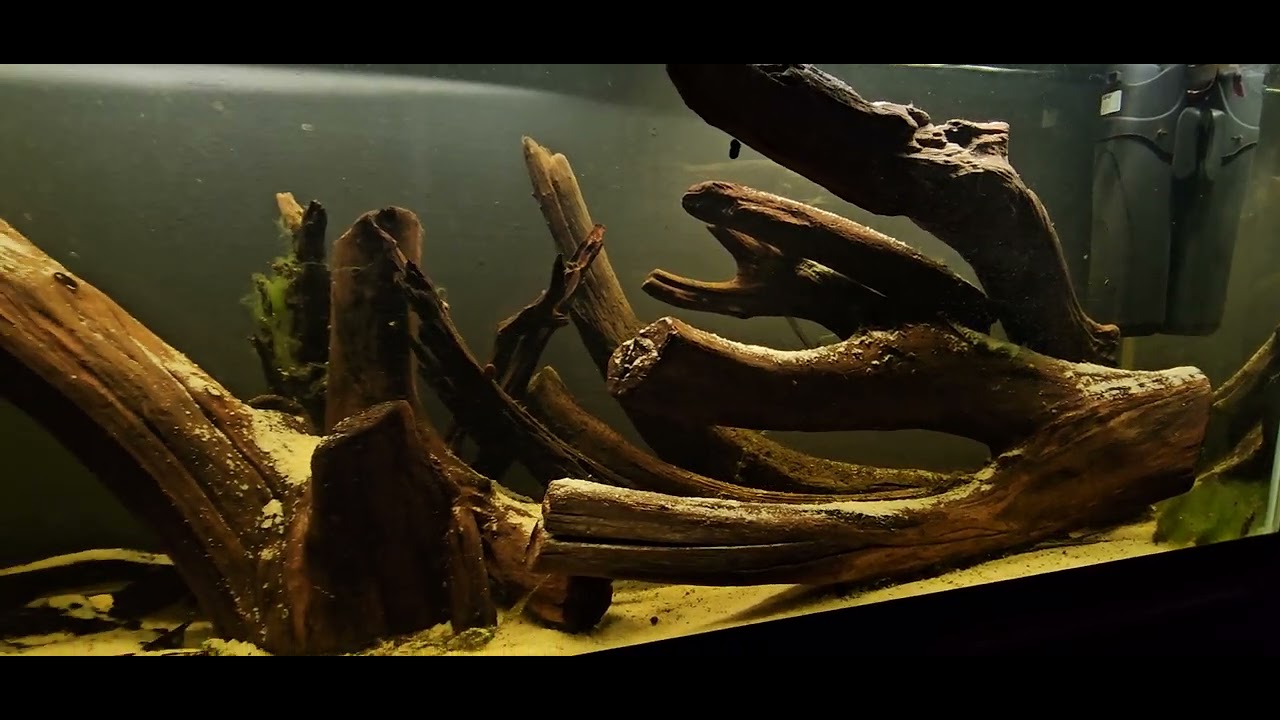 Amazonian Flooded Rainforest - YouTube