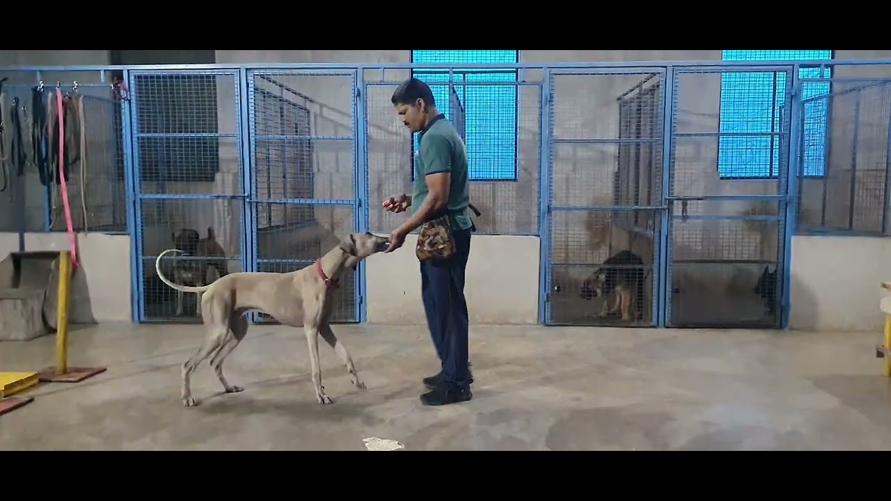 DILLIP SAHU DOG training - YouTube