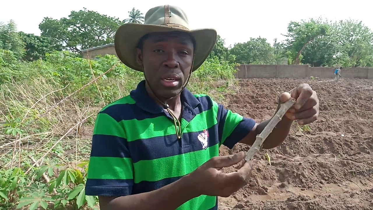 Practical Demonstration on Small Scale Cassava Production - YouTube