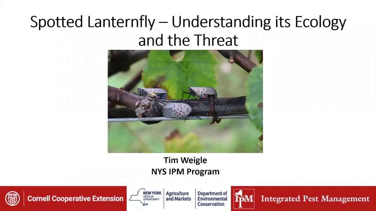 Spotted Lanternfly: Understanding its Ecology and the Threat - YouTube