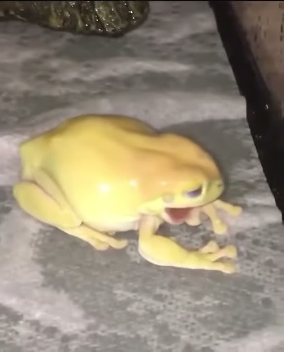 i think i just found my new favorite bodily sound - YouTube