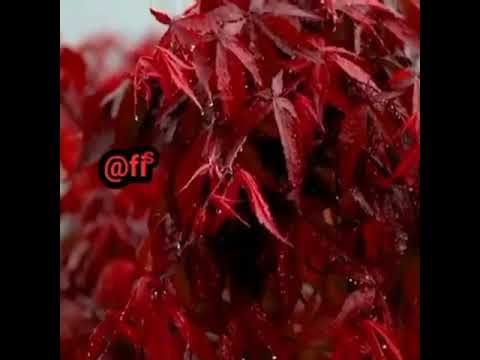 romantik aşk şiiri