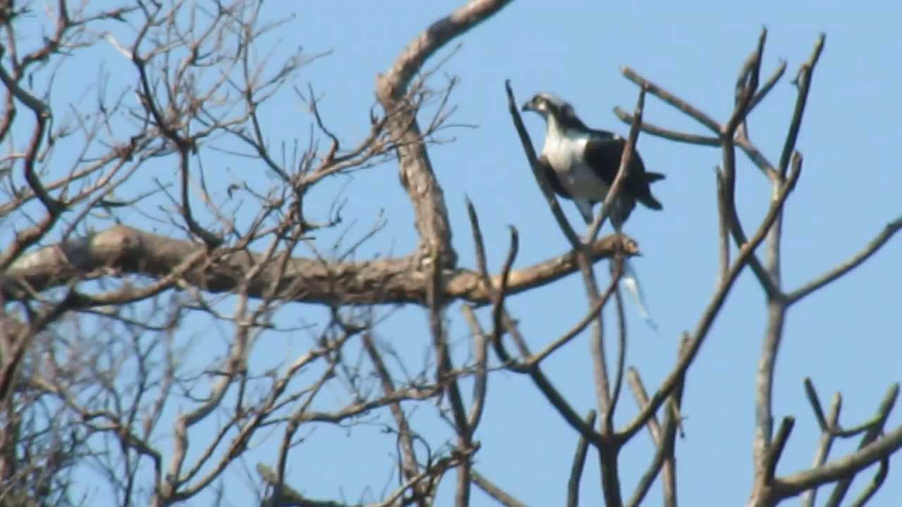 HALCÓN MARINO EN ACCIÓN - YouTube