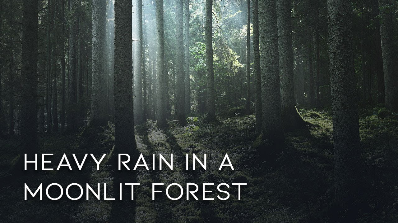 Relaxing Heavy Rain In Moonlit Woods White Noise | Sleep, Study, Focus ...