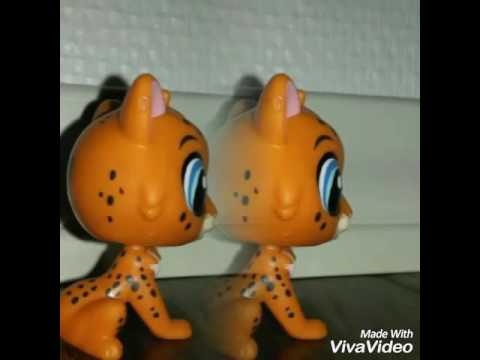 Tiger Boo🐯 - YouTube