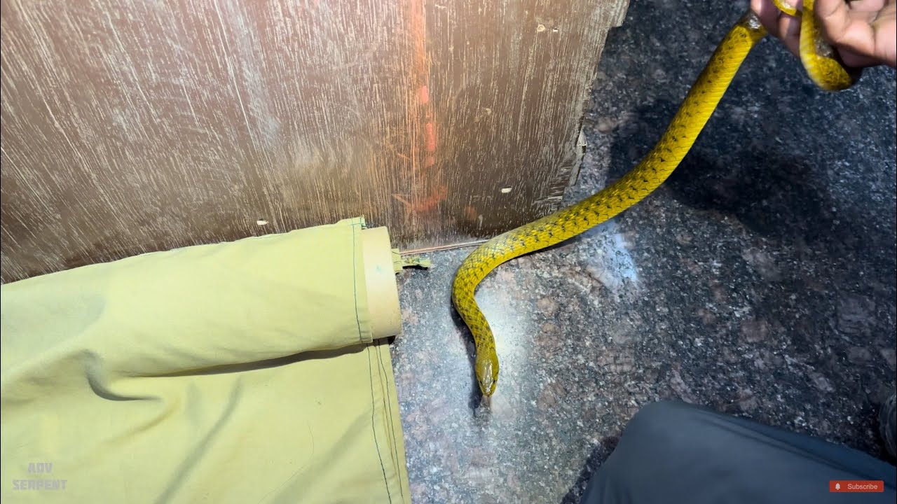 Checkered Keelback Rescued from a hardware shop | Spectacled Cobra ...