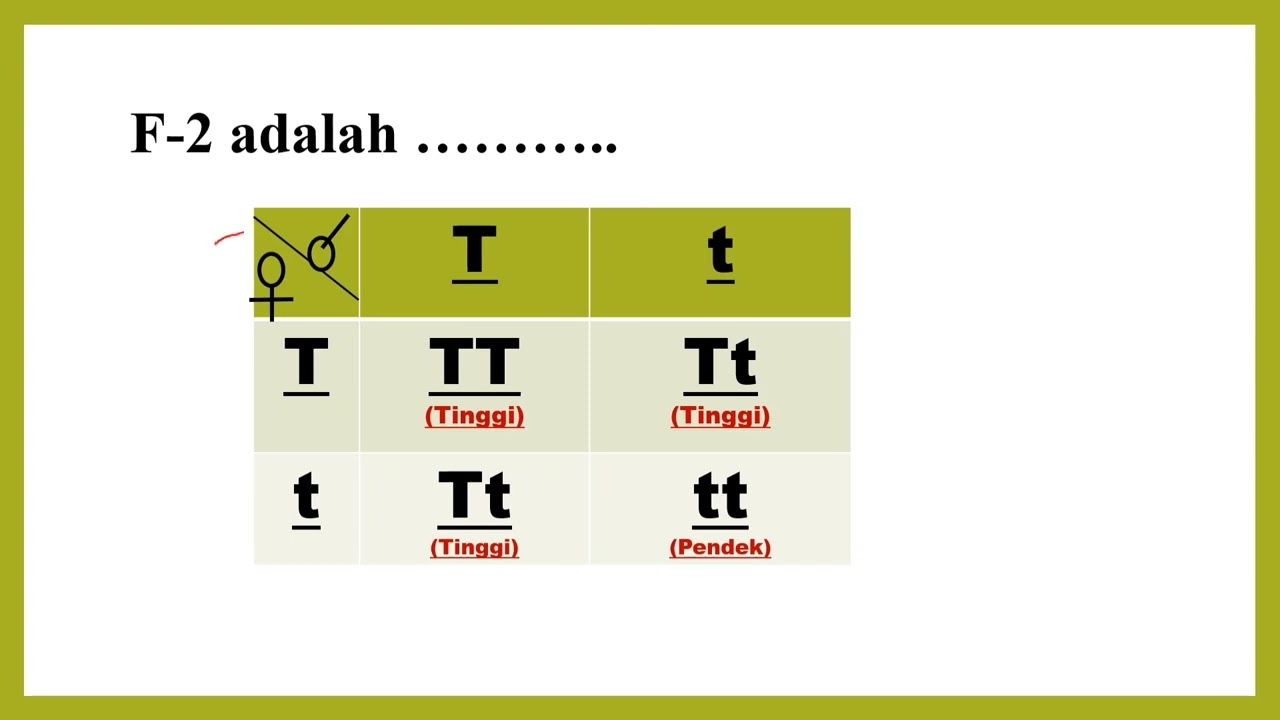 "PERSILANGAN MONOHIBRID" - YouTube