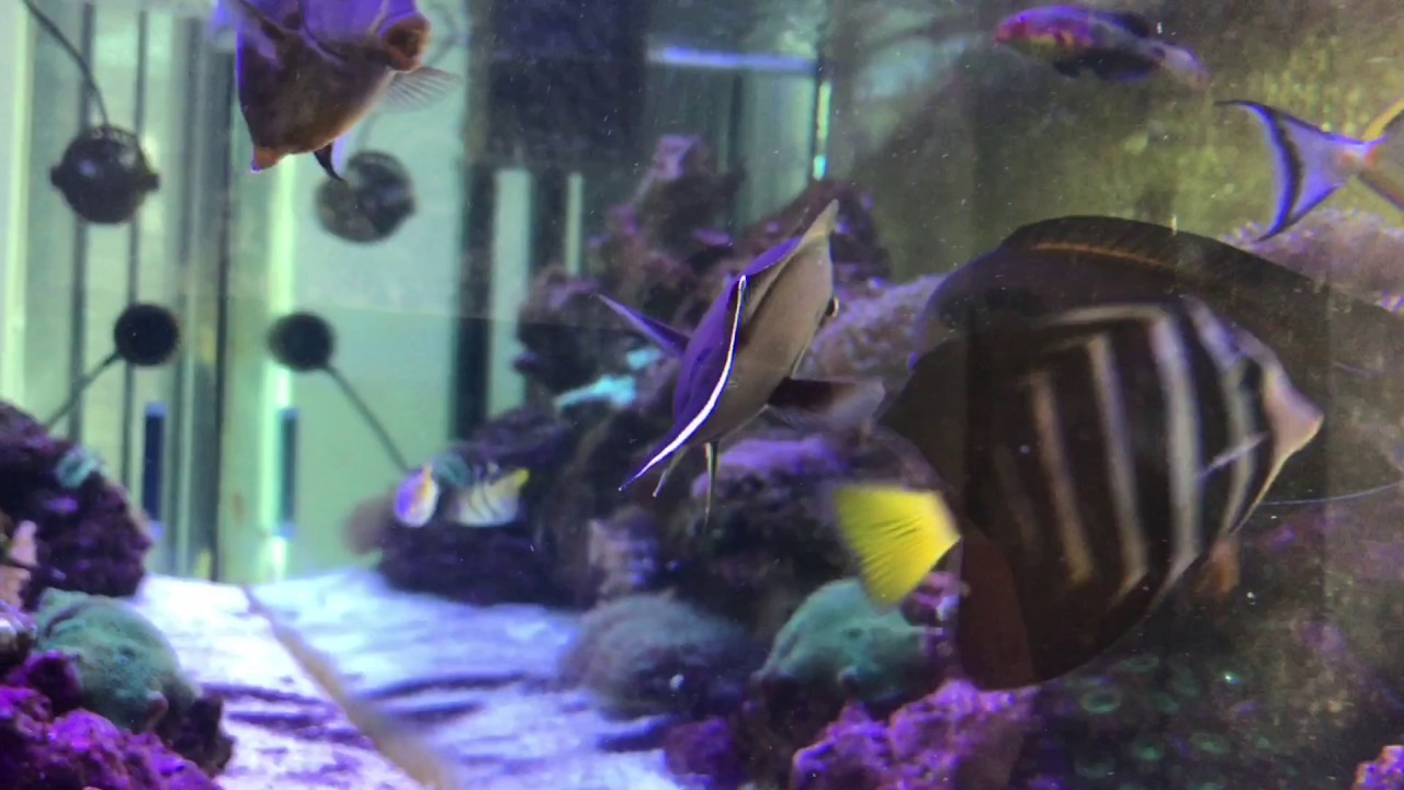 Vampire Tang Colour Change With Mood - YouTube