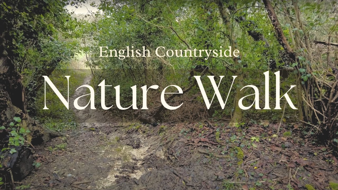 Walk in the Woods | 4K Virtual Forest Walk | ASMR Relaxing Nature ...