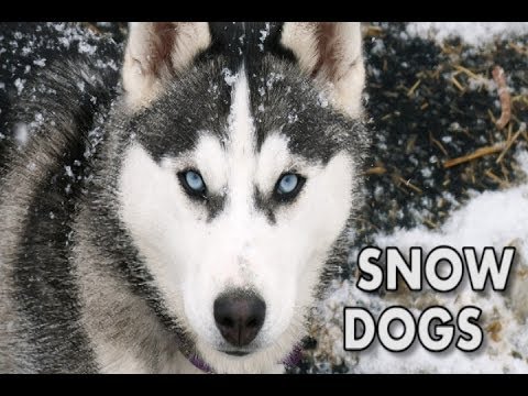 Snow Dogs - A Song About Huskies - YouTube