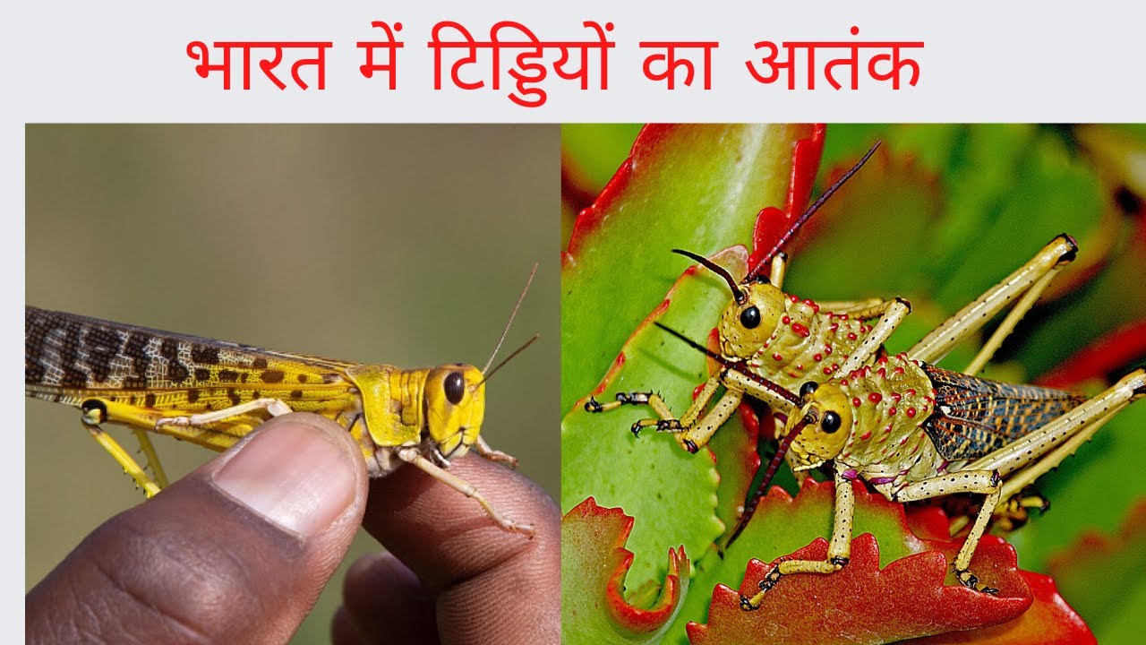 मिनटों के भीतर फसल चाट जाती है टिड्डिया | Tiddi(Locust) Attack - YouTube