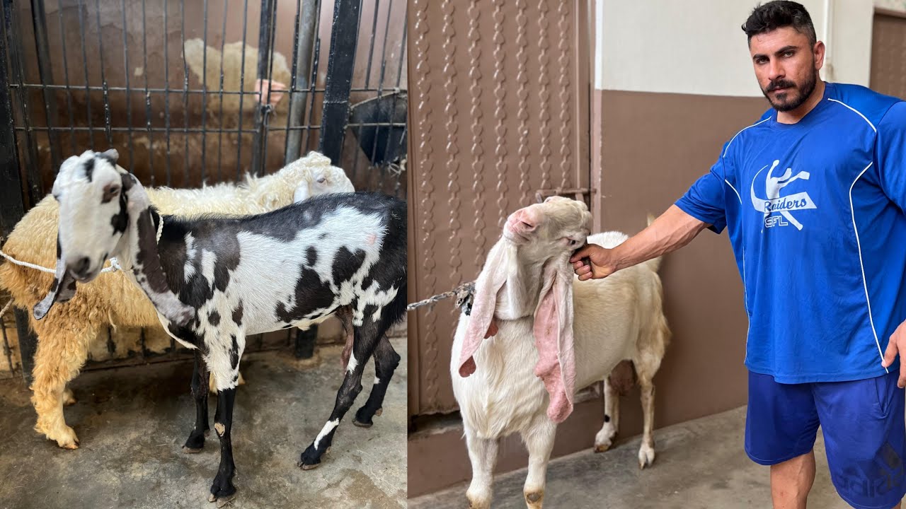 Asia k sb sy manga boo Bakra maine ly liya😇😇 - YouTube