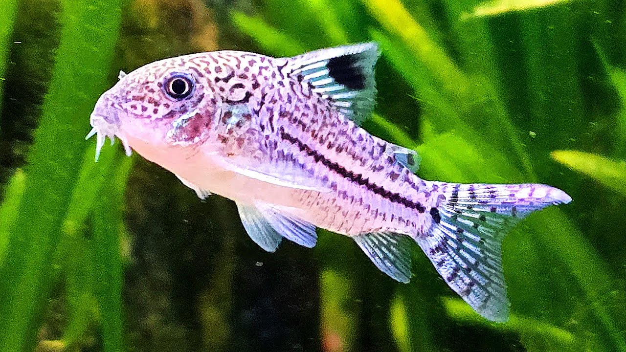 🐟Freshwater Aquarium #youtubeverticallive - YouTube