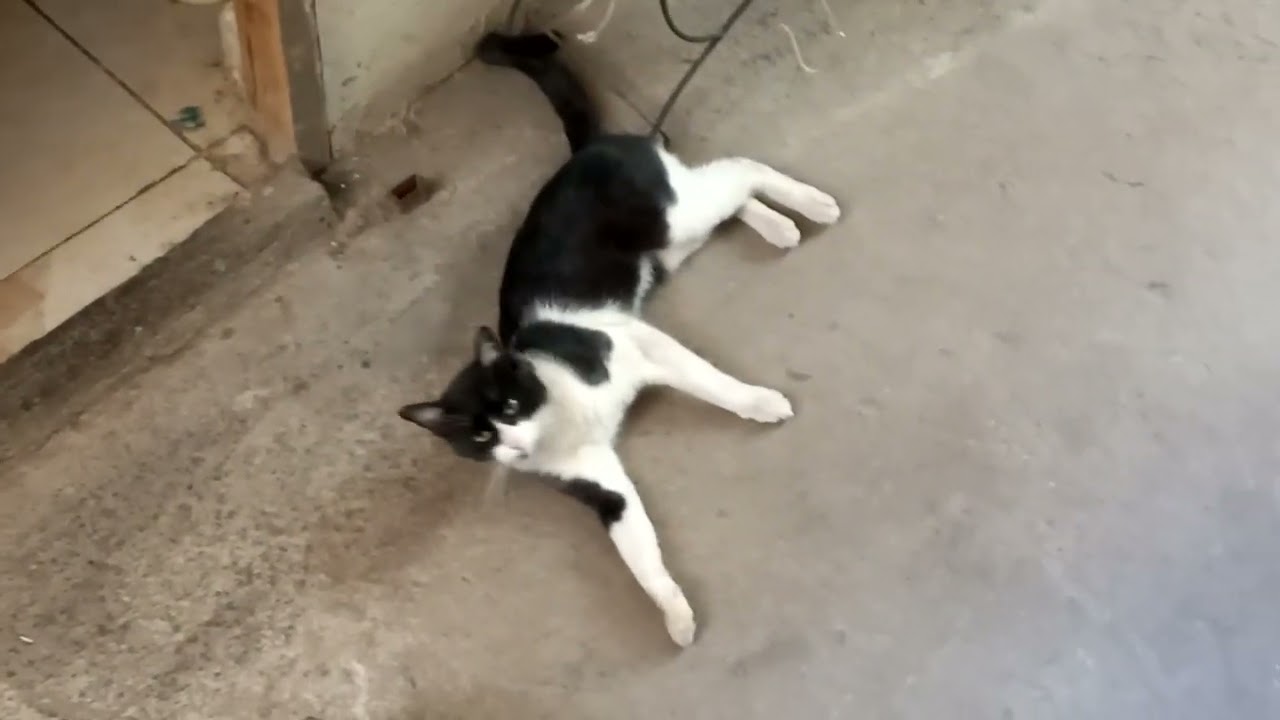 GATITO JUGANDO DAR VUELTAS - YouTube