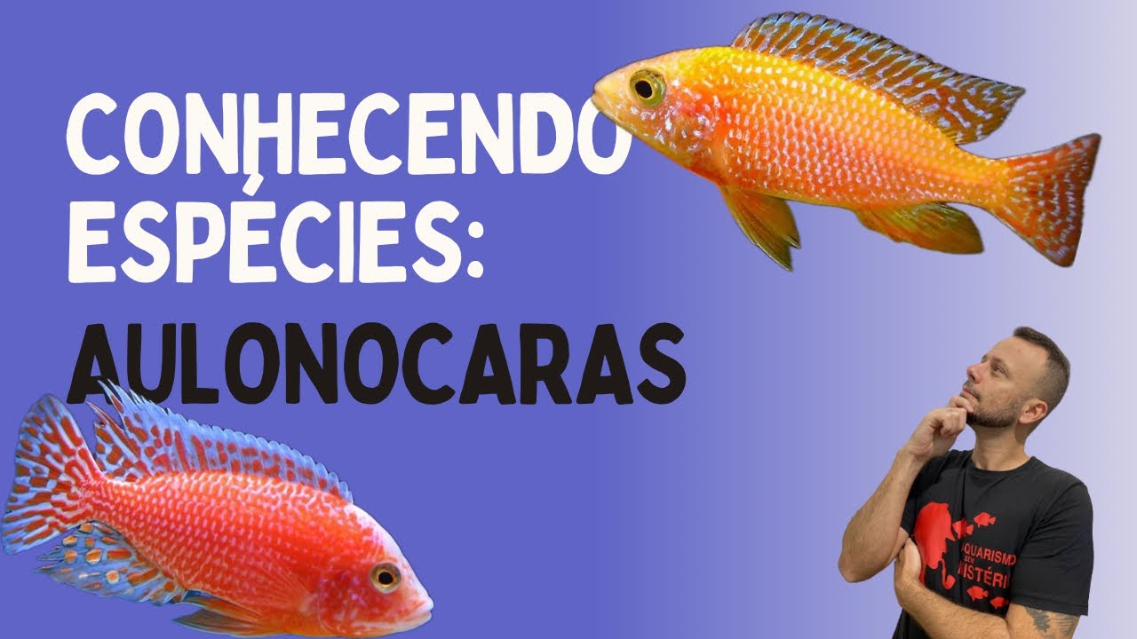 POSSO COLOCAR AULONOCARAS COM MBUNAS (yellow, auratus azul) ??? - YouTube