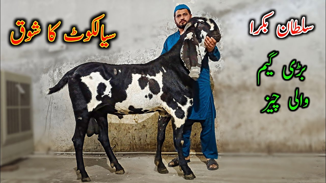 Big Giant Breader Buck Of Shehzada Bhai - Big Breader Buck In Sialkot ...