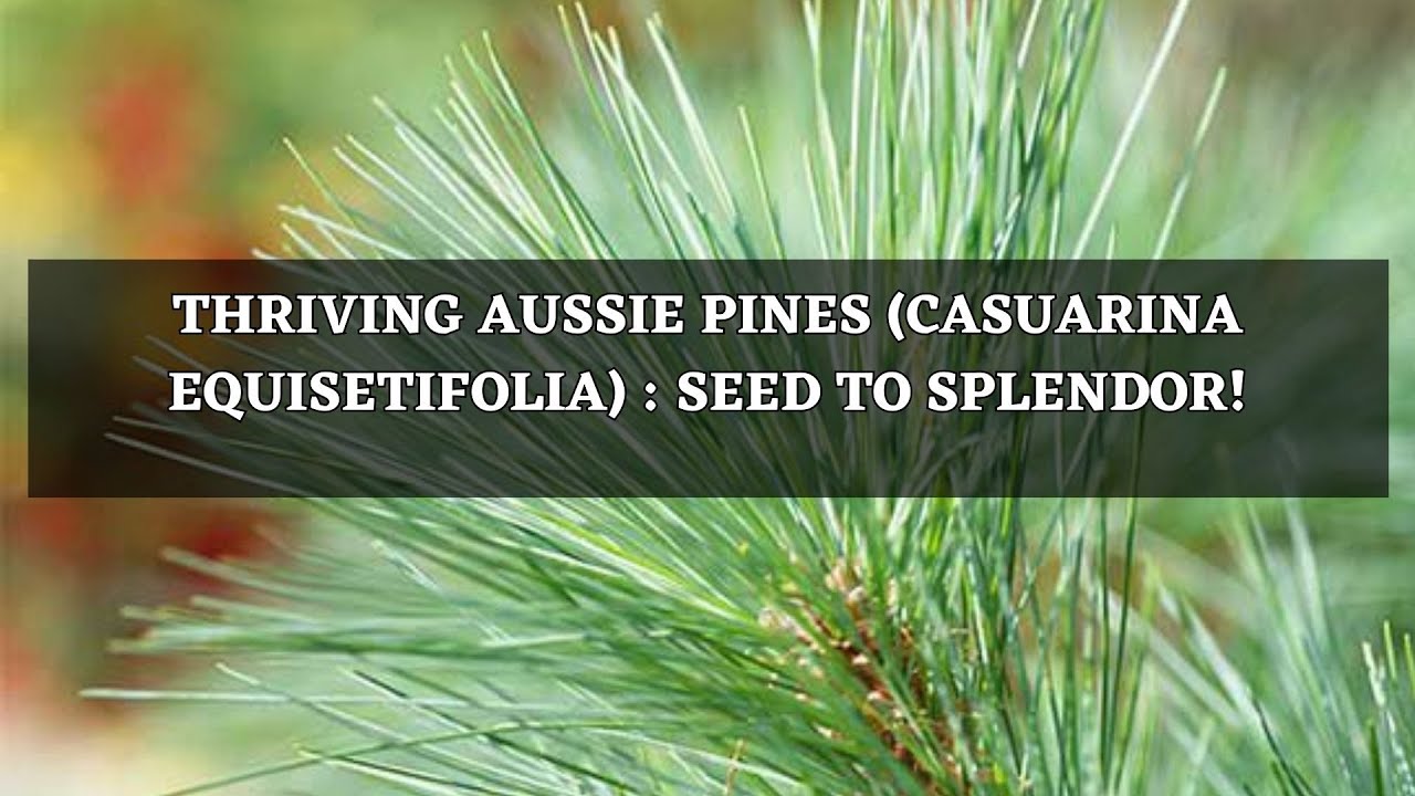 Thriving Aussie Pines (Casuarina Equisetifolia )Seed To Splendor - YouTube