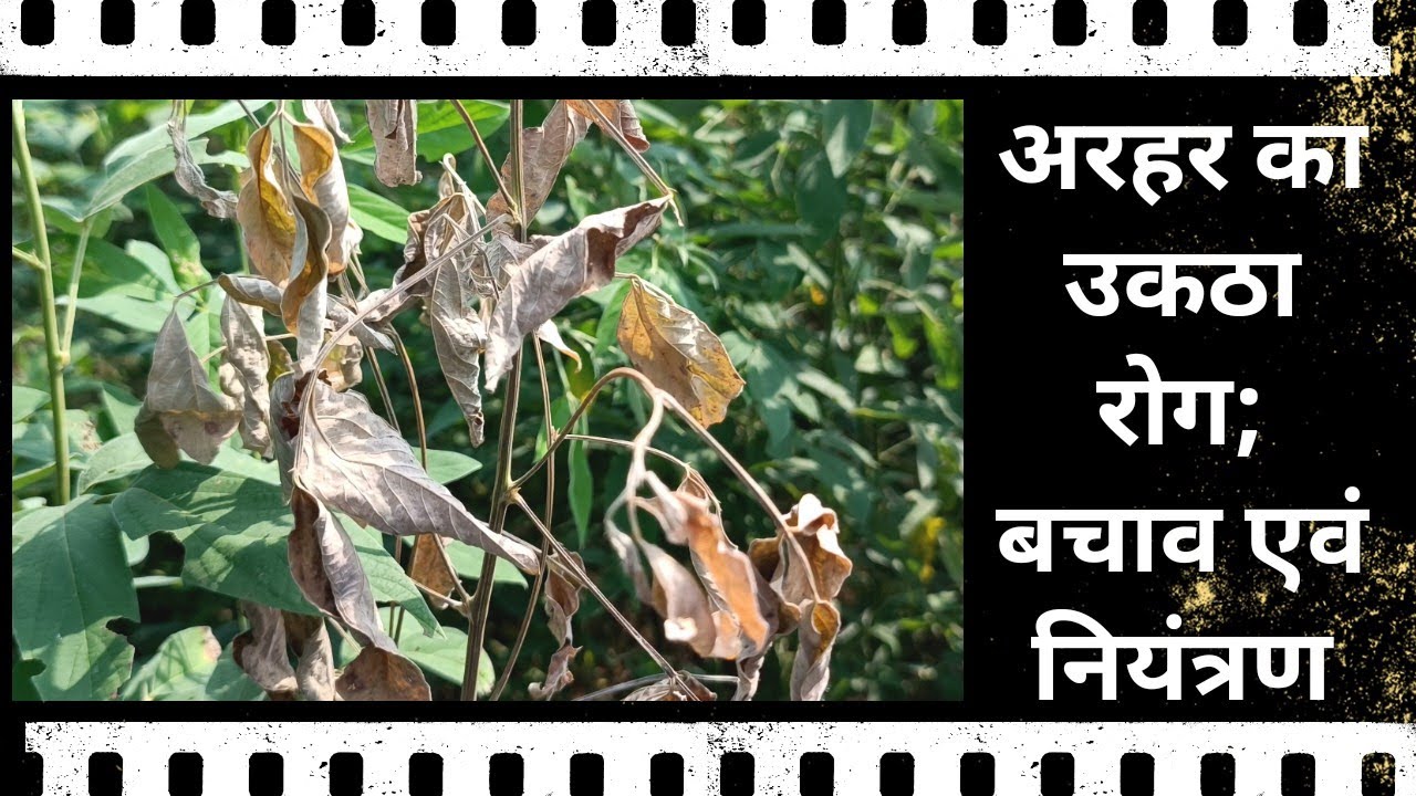 अरहर का उकठा रोग कारण बचाव व नियंत्रण | Wilt disease of arhar | # ...