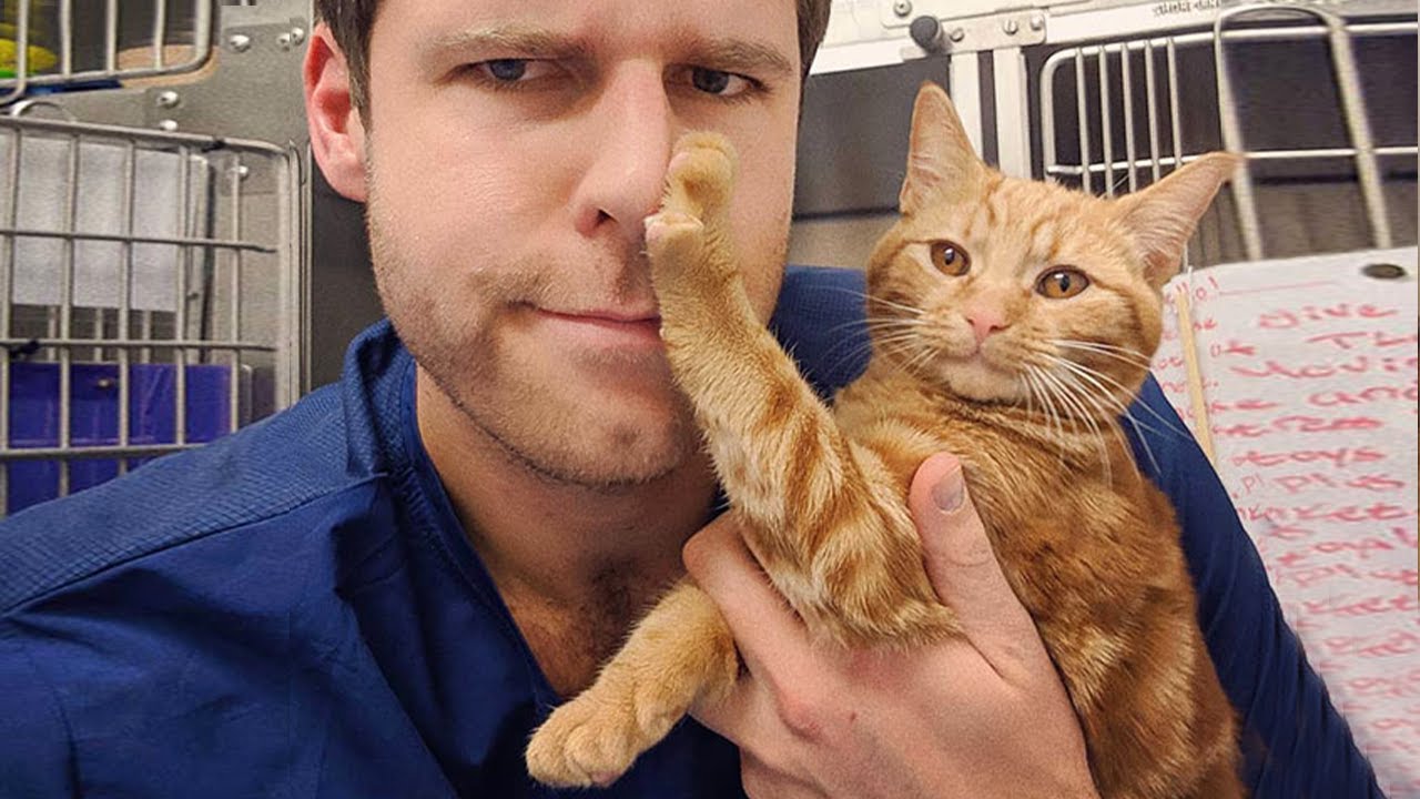 Funny Cat and Their Human will make you EXPLODE LAUGHING - Cute Animal ...