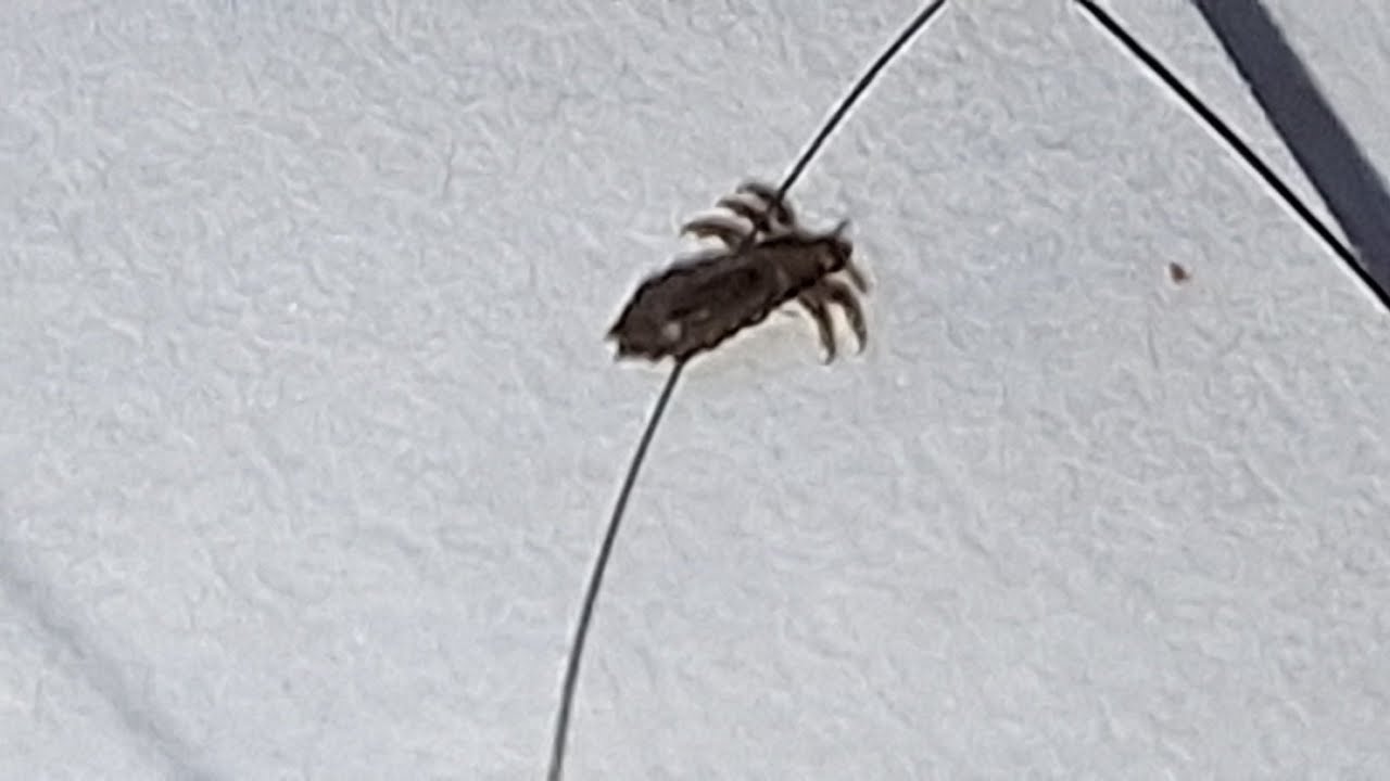 PENAMPAKAN KUTU RAMBUT ZOOM 10X | BERBURU KUTU KEPALA | KUTU RAMBUT ...