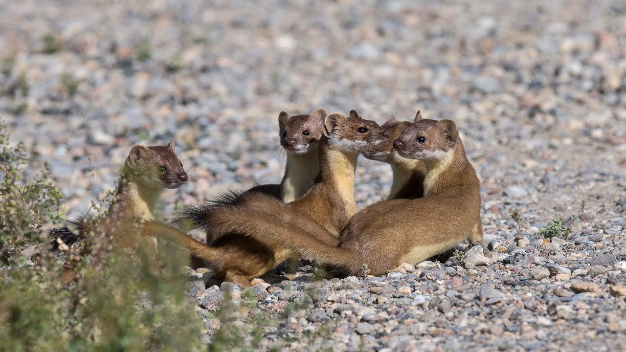 Pop Goes the Weasel - YouTube