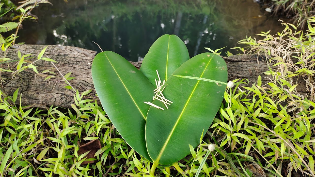 How to make a simple boat from leaf/leaf boat/craft with nature/kids ...