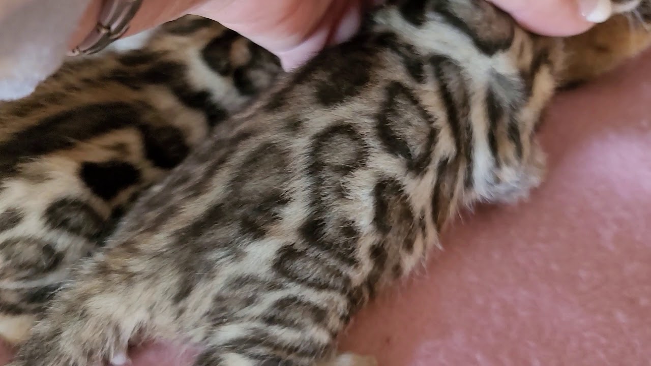 cazpurr Bengal cats March kittens - YouTube
