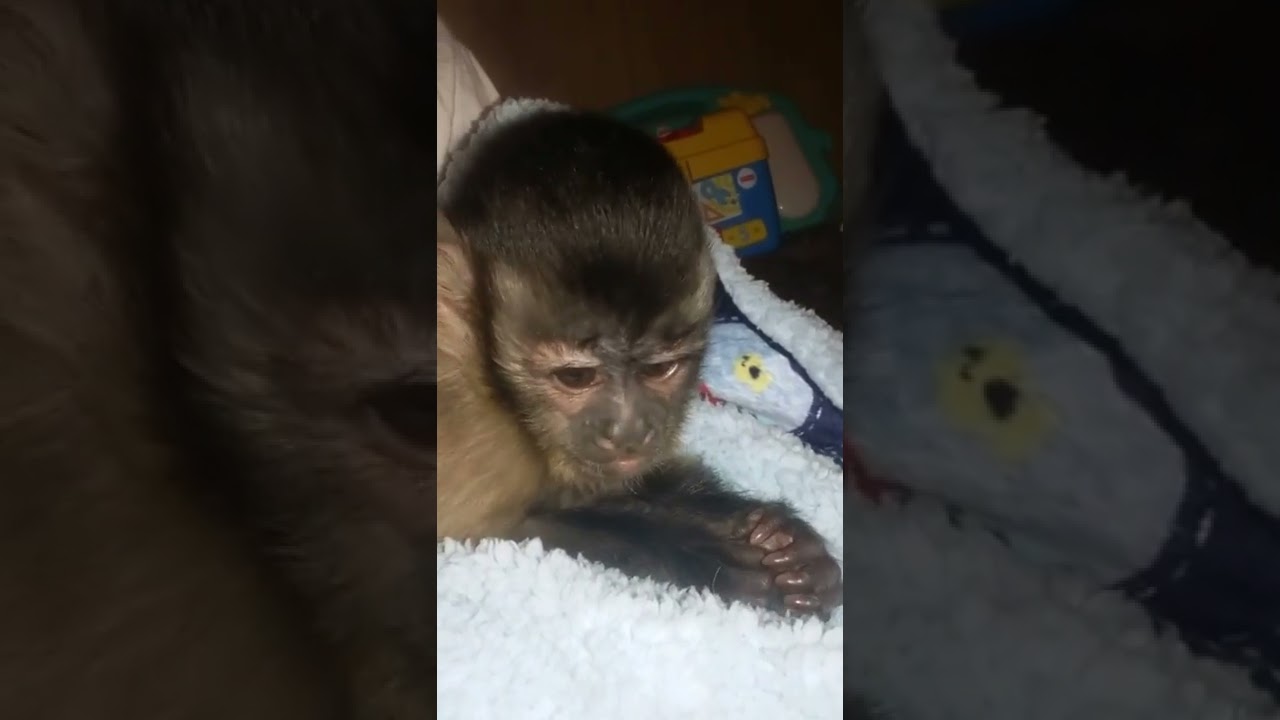 Monkey Zee Watching Monkey Boo On YouTube. - YouTube
