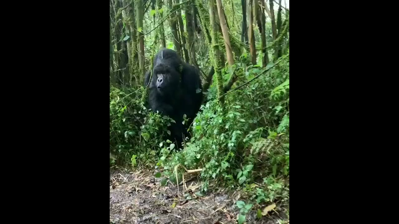 Silverback Gorilla Attacks Humans - YouTube