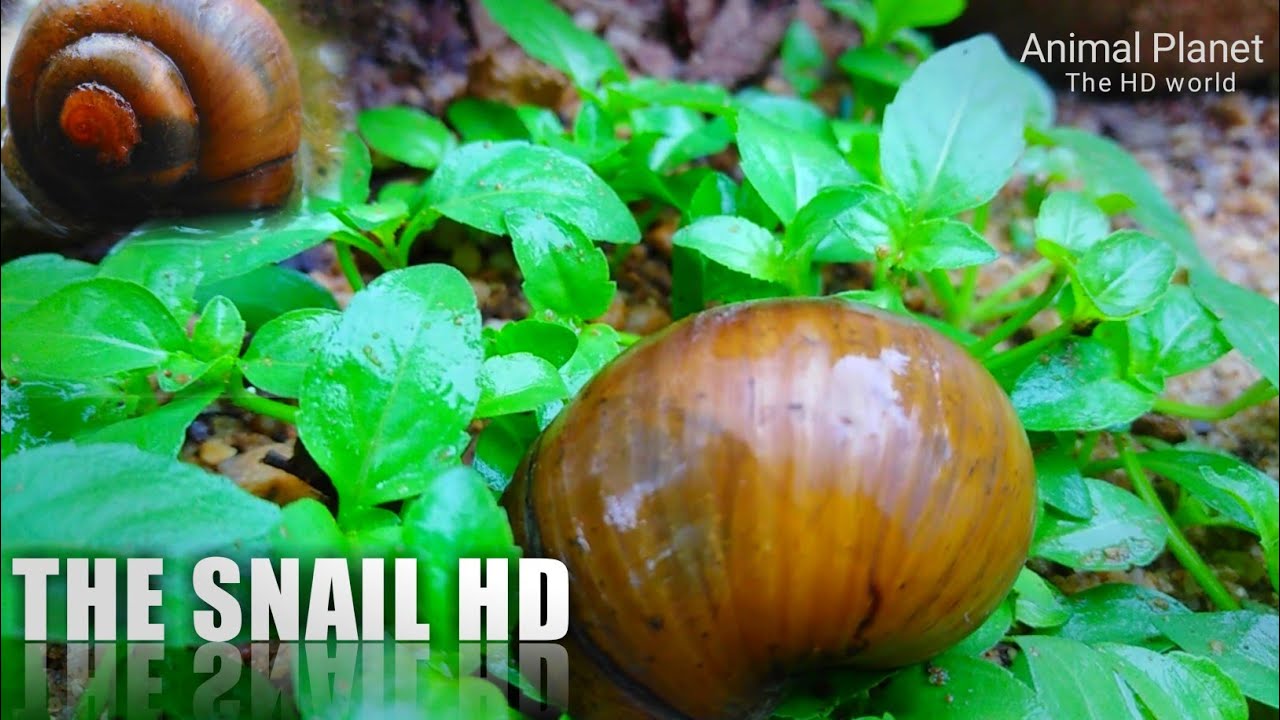 The Natural Snails // Snail video HD // #ANIMAL PLANET 2021 - YouTube